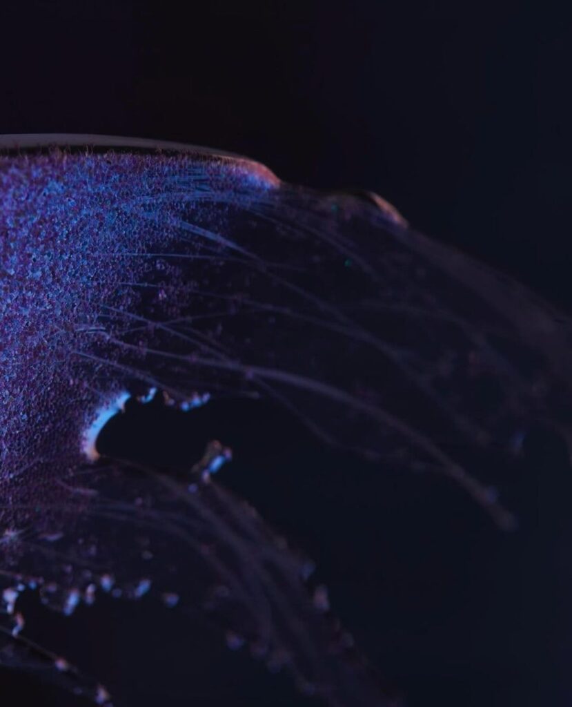 Introducing Future Dusk: The Color Of The Year For 2025